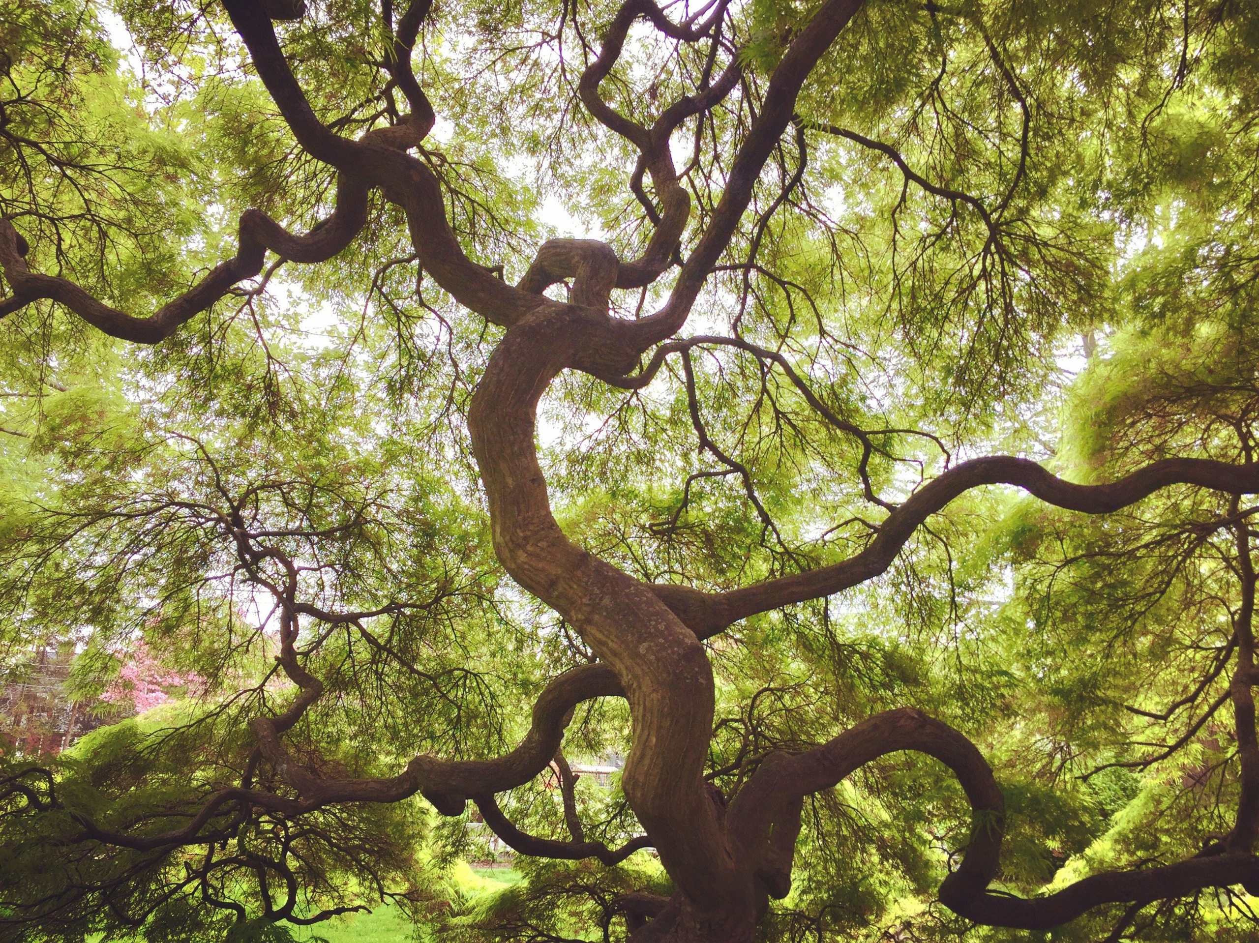 Spring – Blooms & Branches